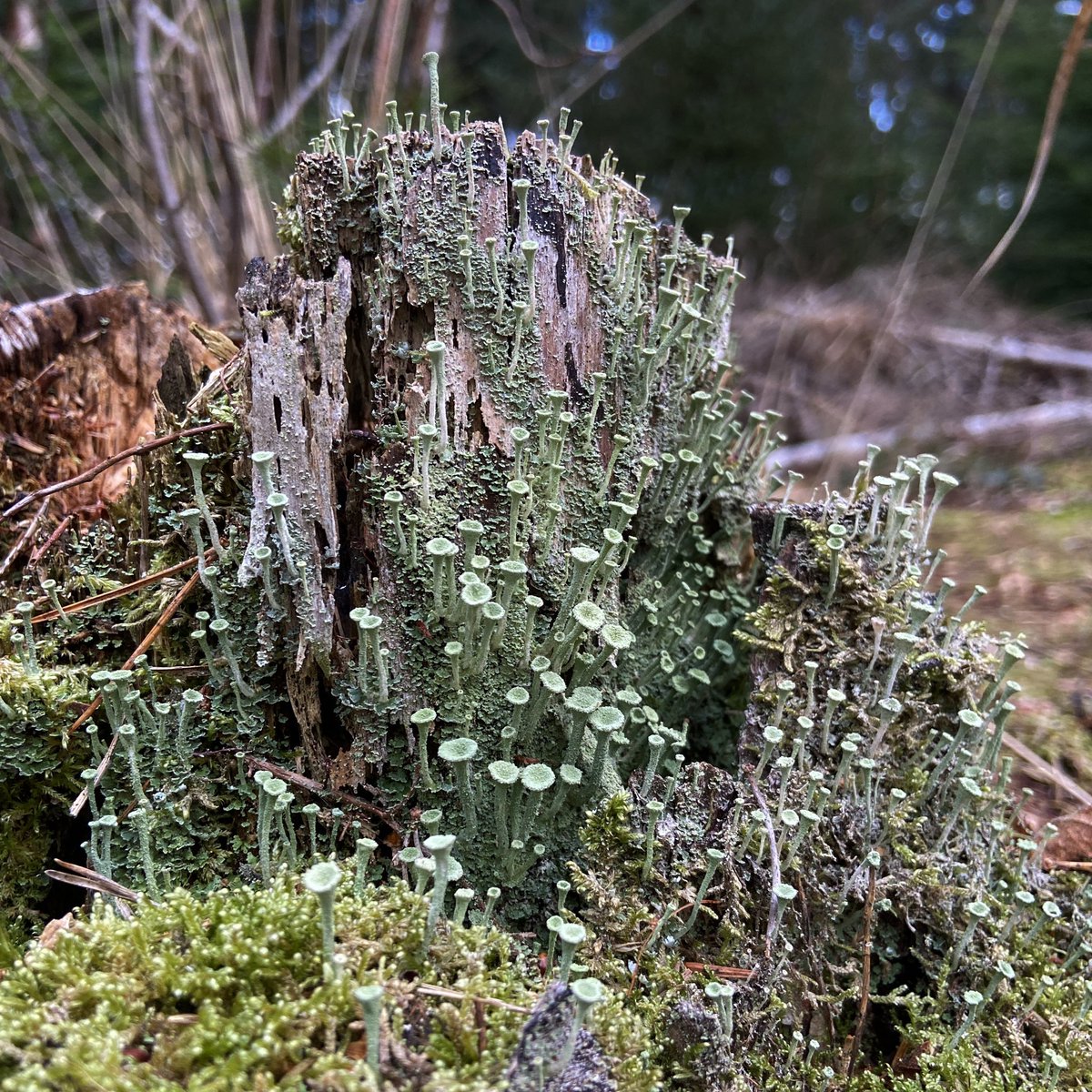 Frostheart by Jamie Littler – Gutter Bookshop