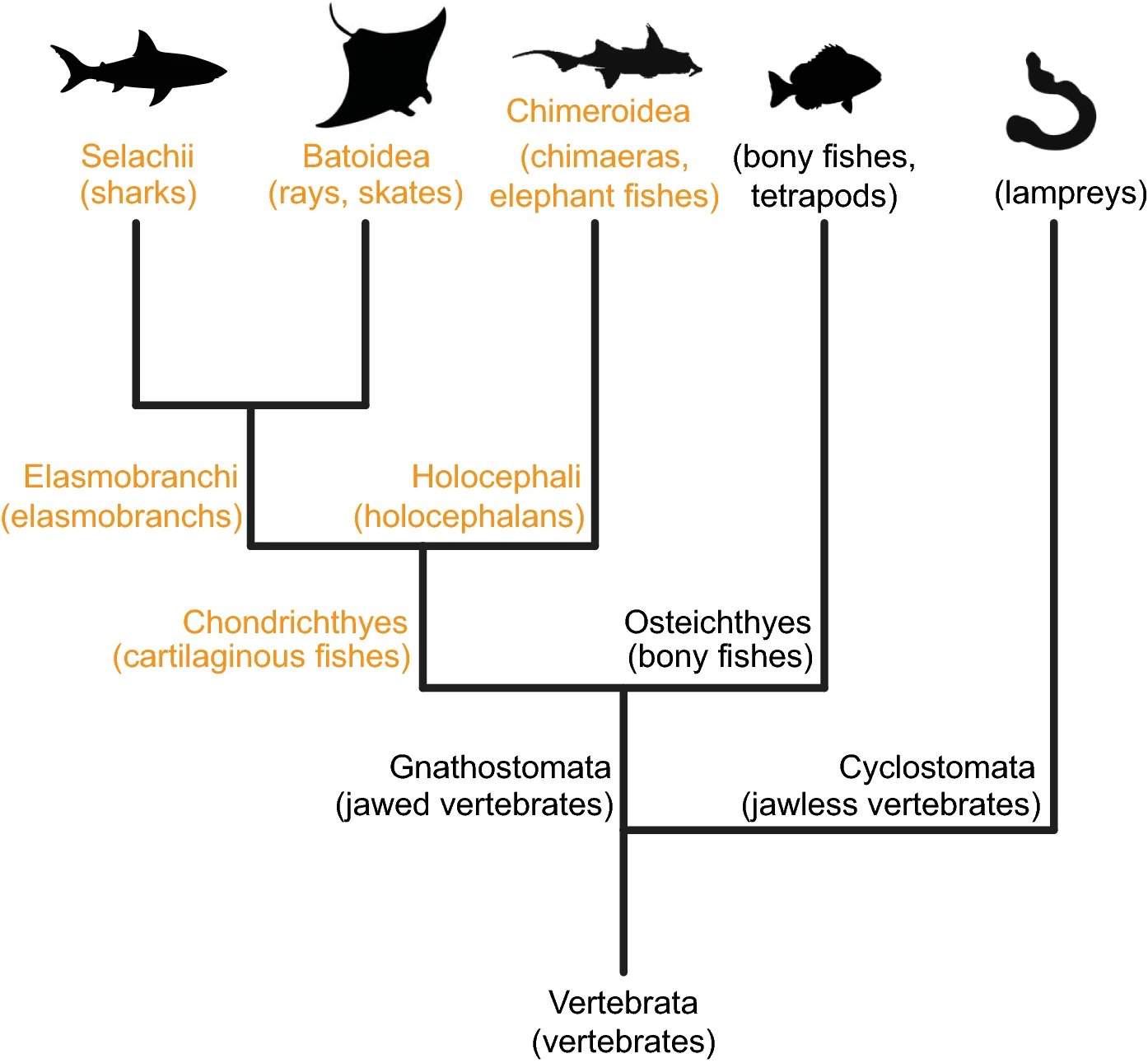 Chondrichthyes Rays