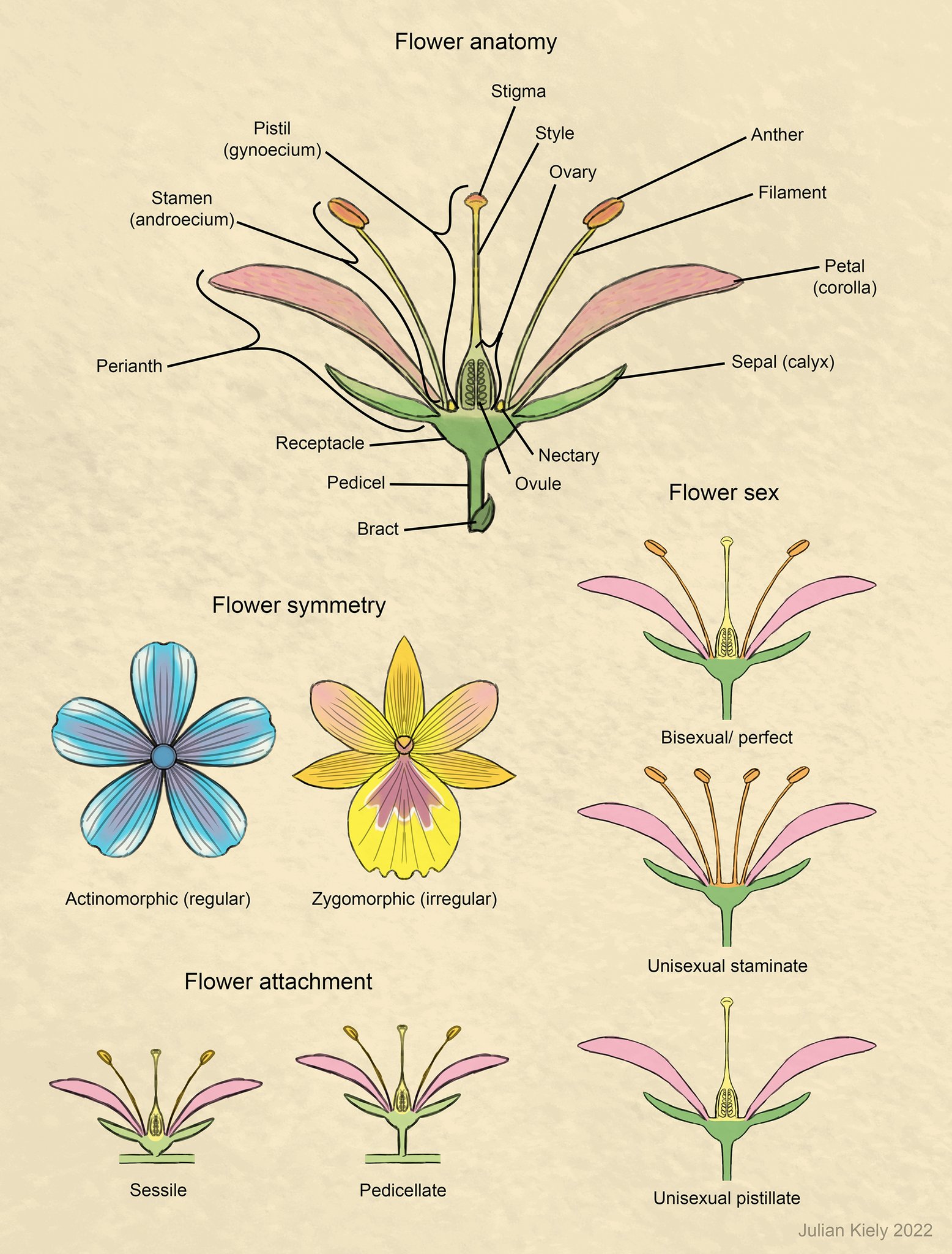 Julian Kiely on Twitter: "A minor update: The labels for pedicellate and sessile flower have ...