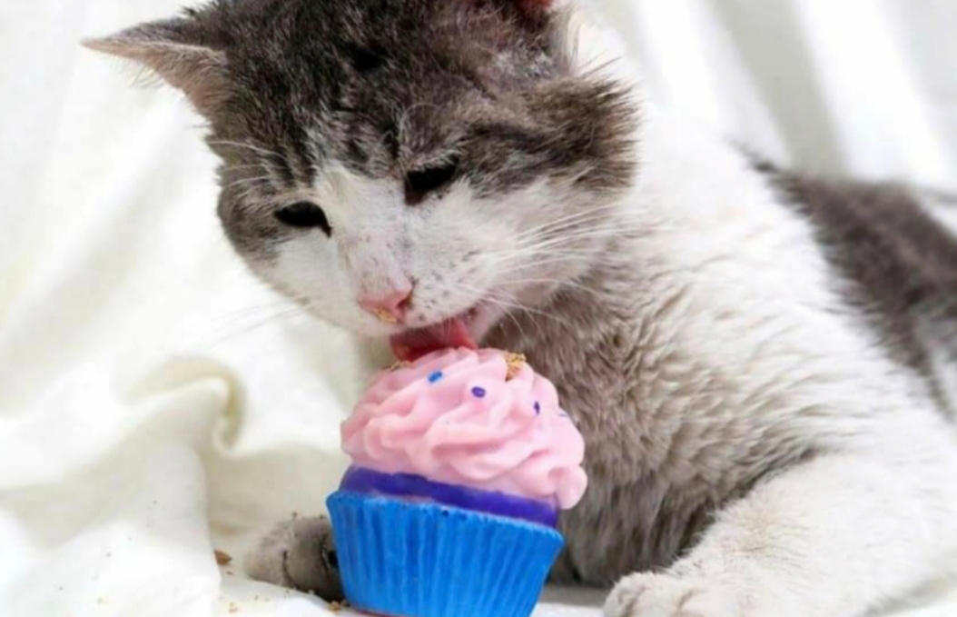 Cat Eating Cupcake