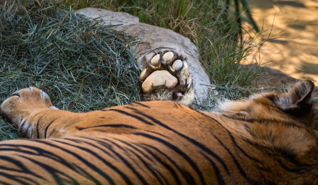 Real Tiger Paw Front