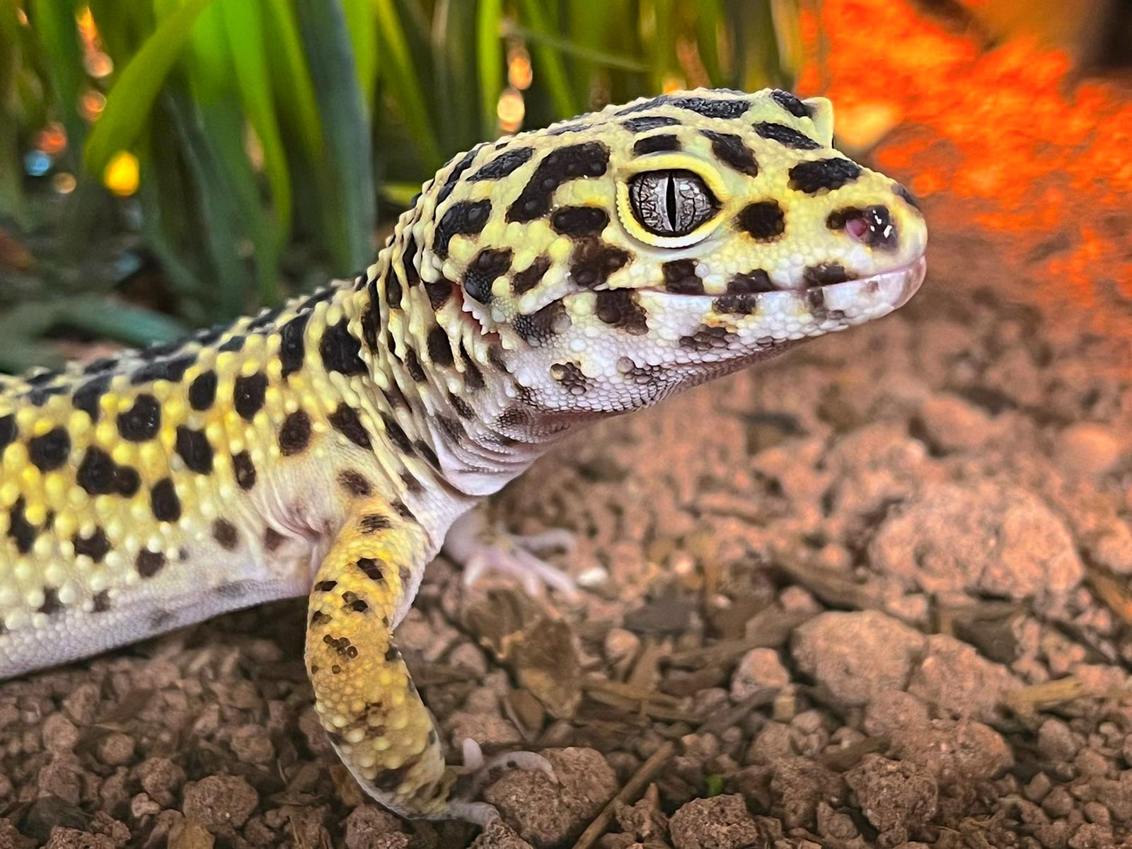 Cool Geckos