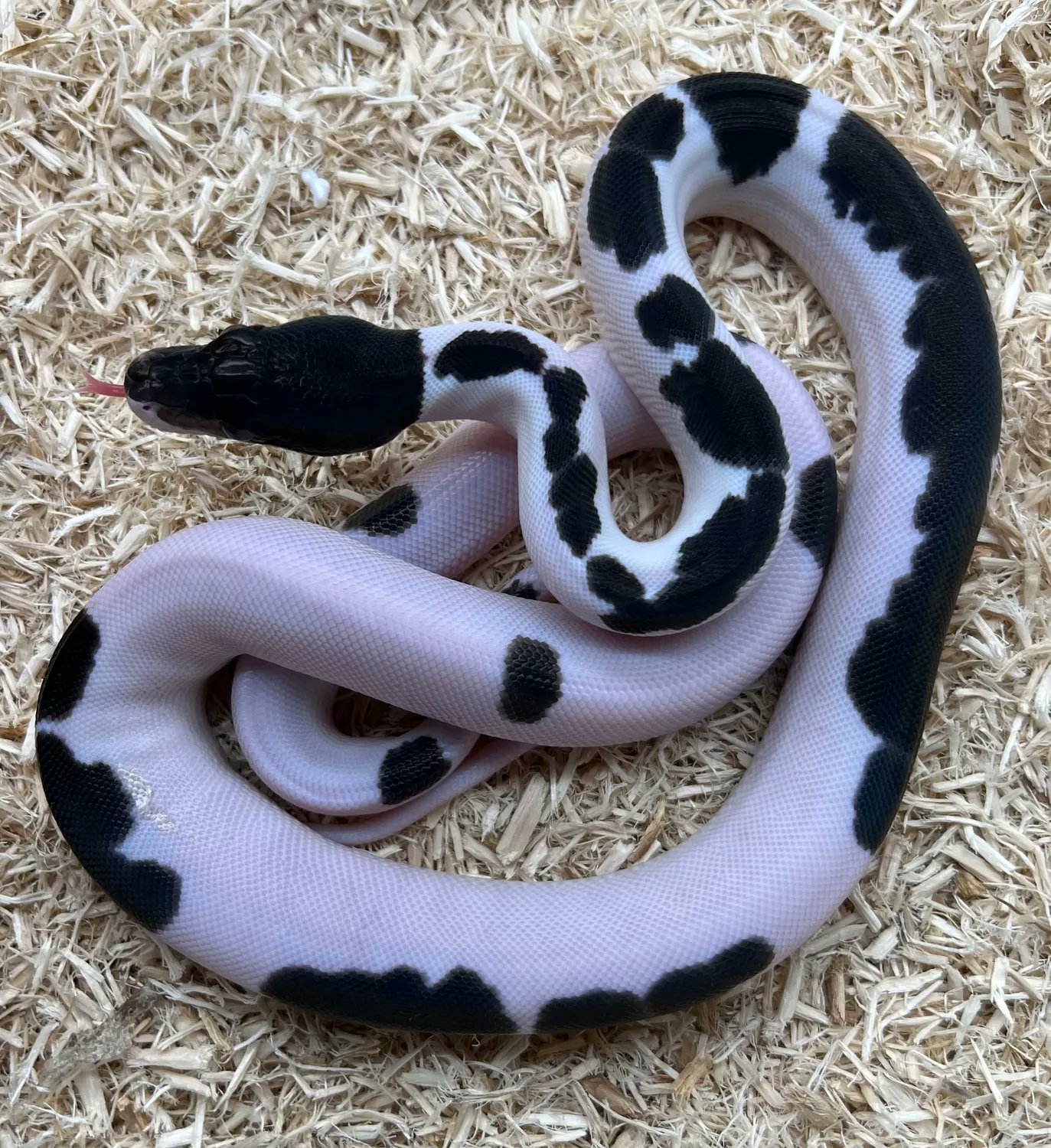 Panda Piebald Ball Python