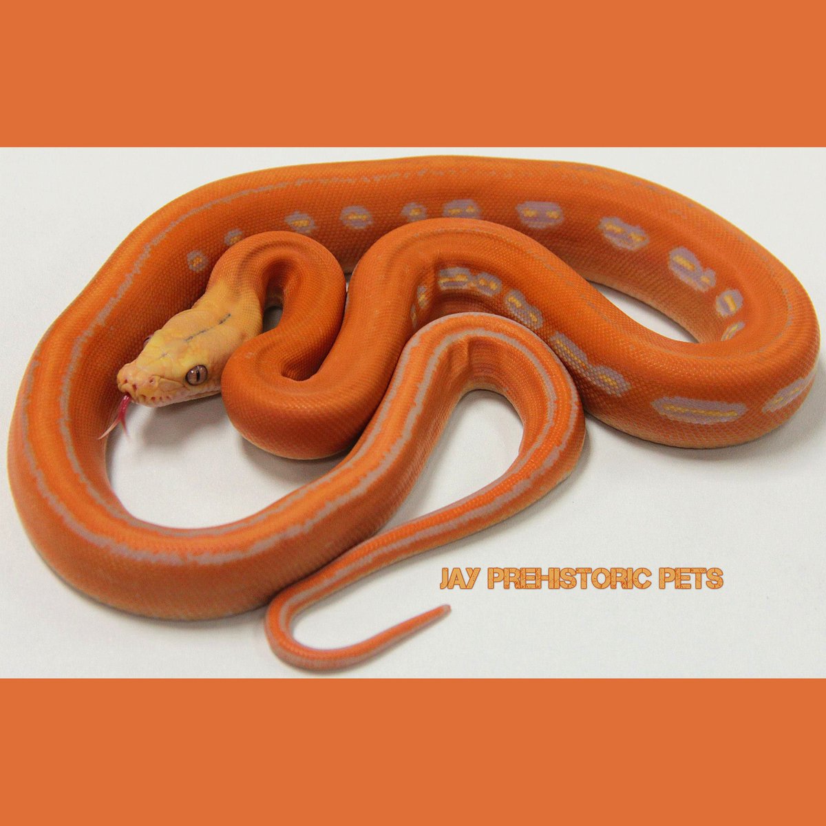 Albino Sunfire Reticulated Python