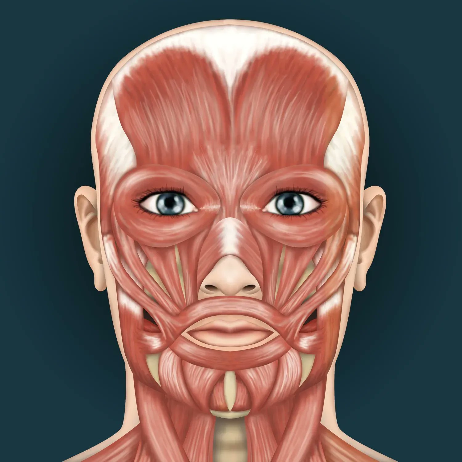 Human Face Anatomy For Artists