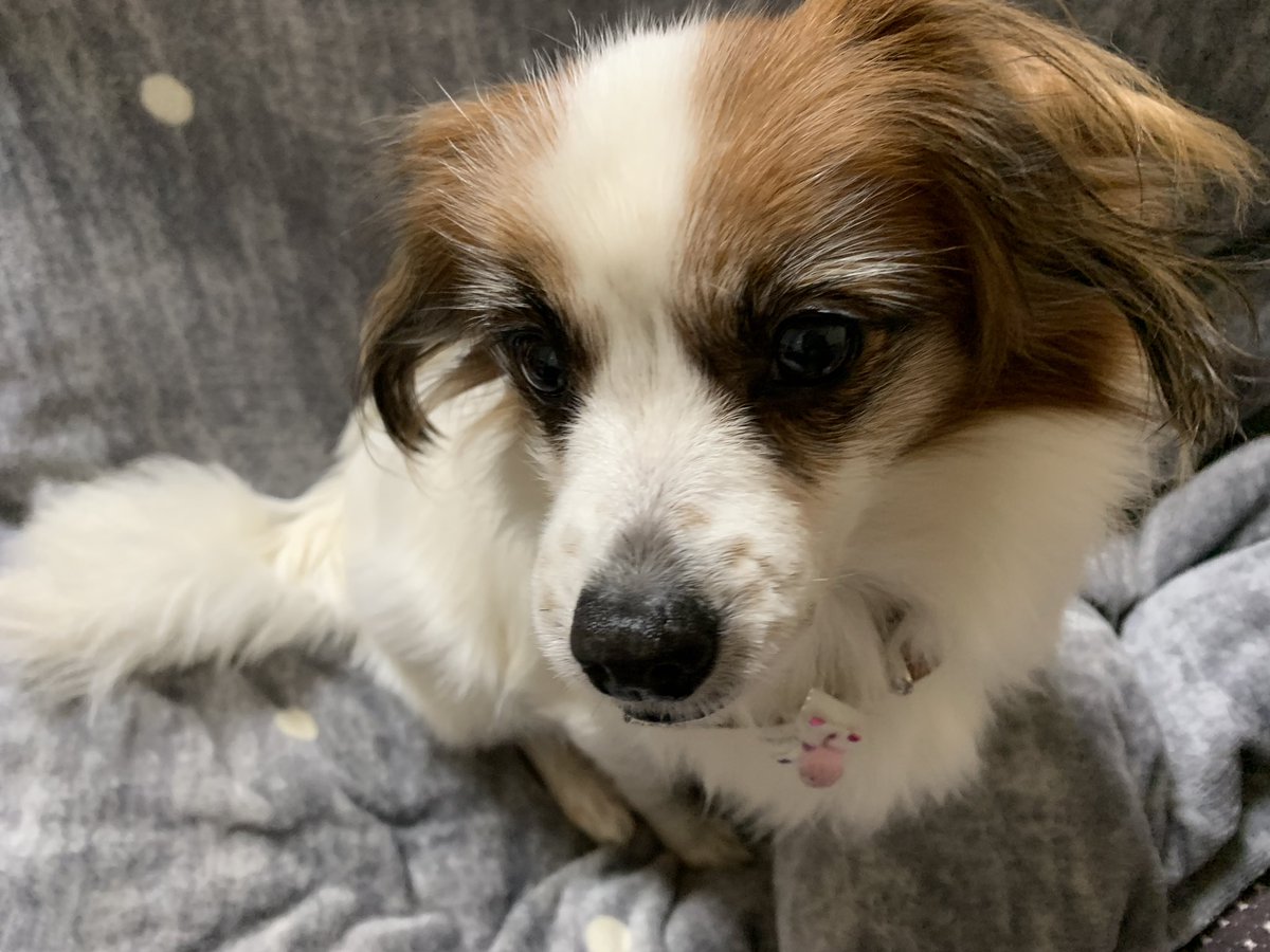 ヨン (@yon_go_yon_chan) | Twitter