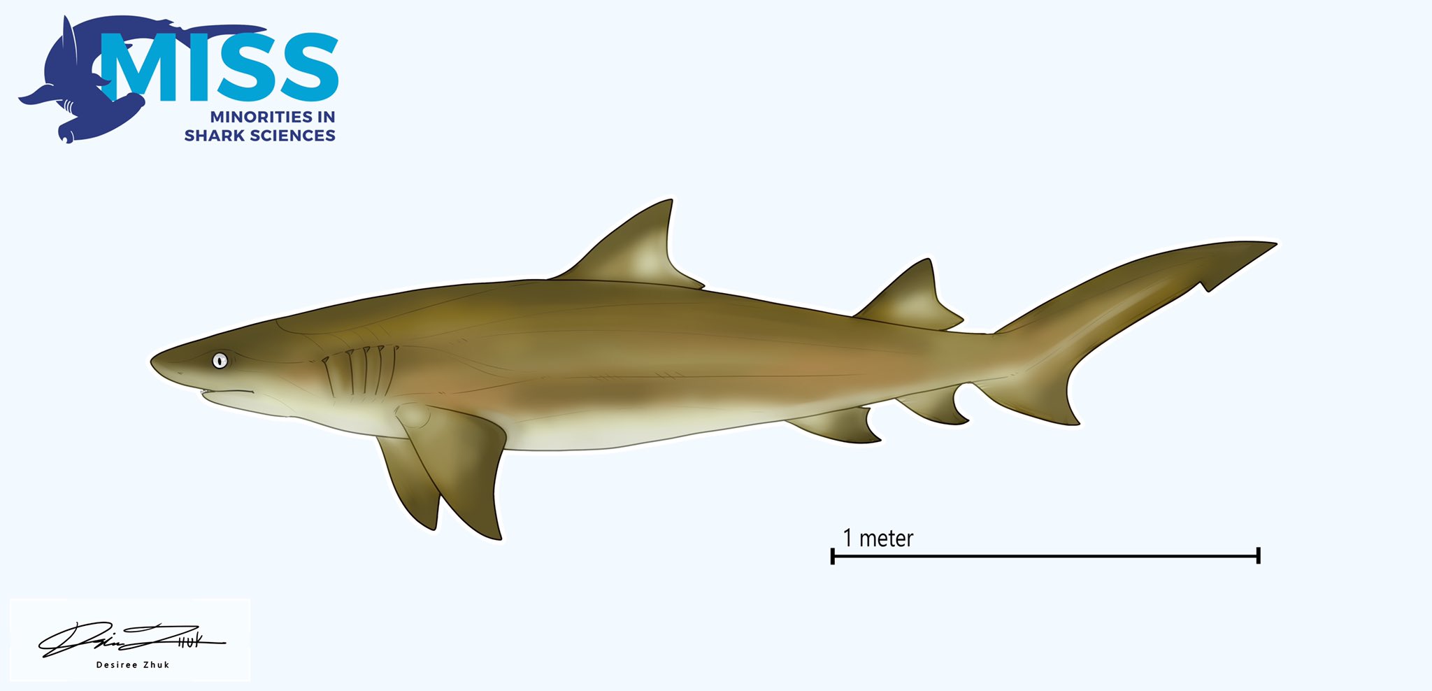 Lemon Shark Drawing