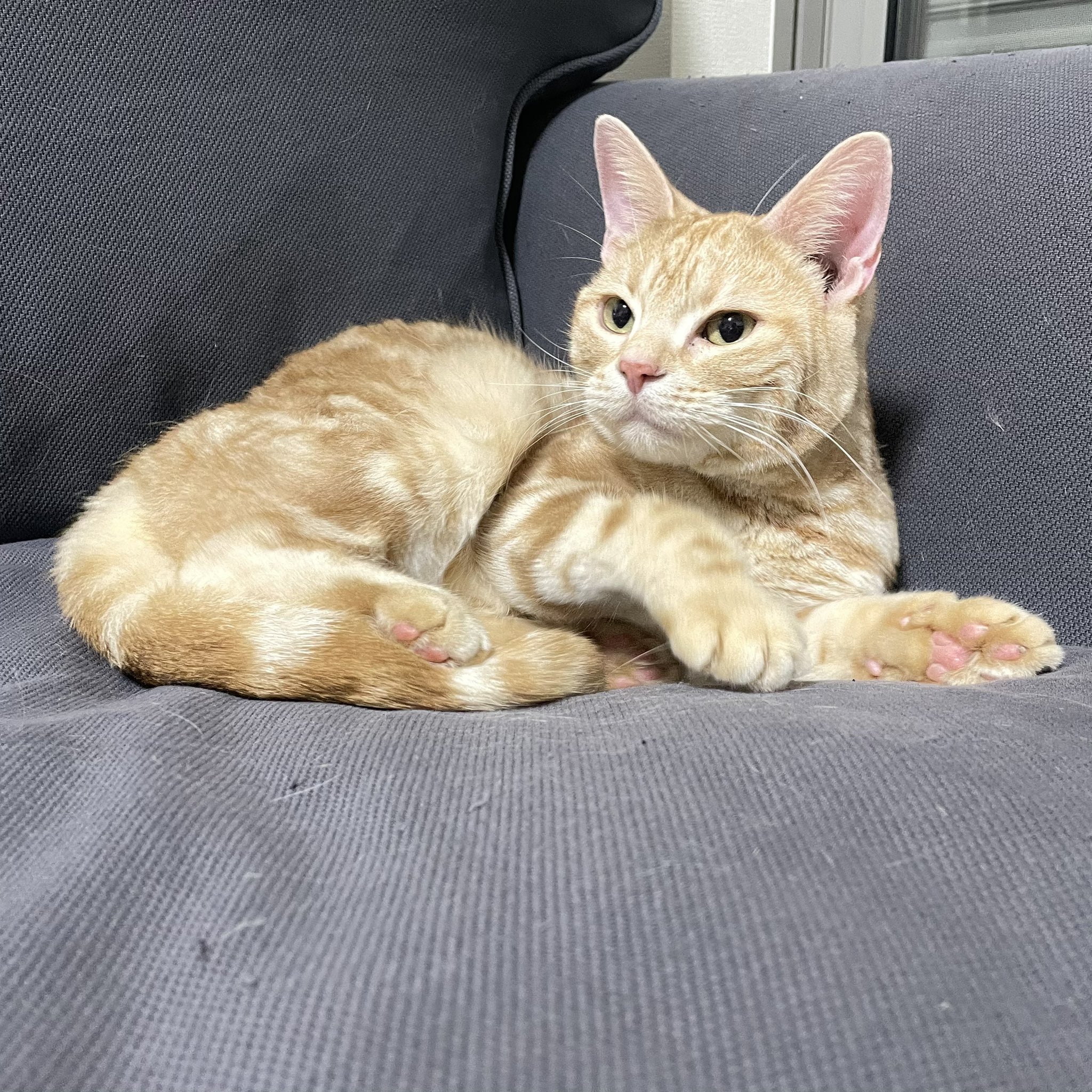 吾輩は猫ニートである。 on X: 吾輩は猫ニートである。 on X: