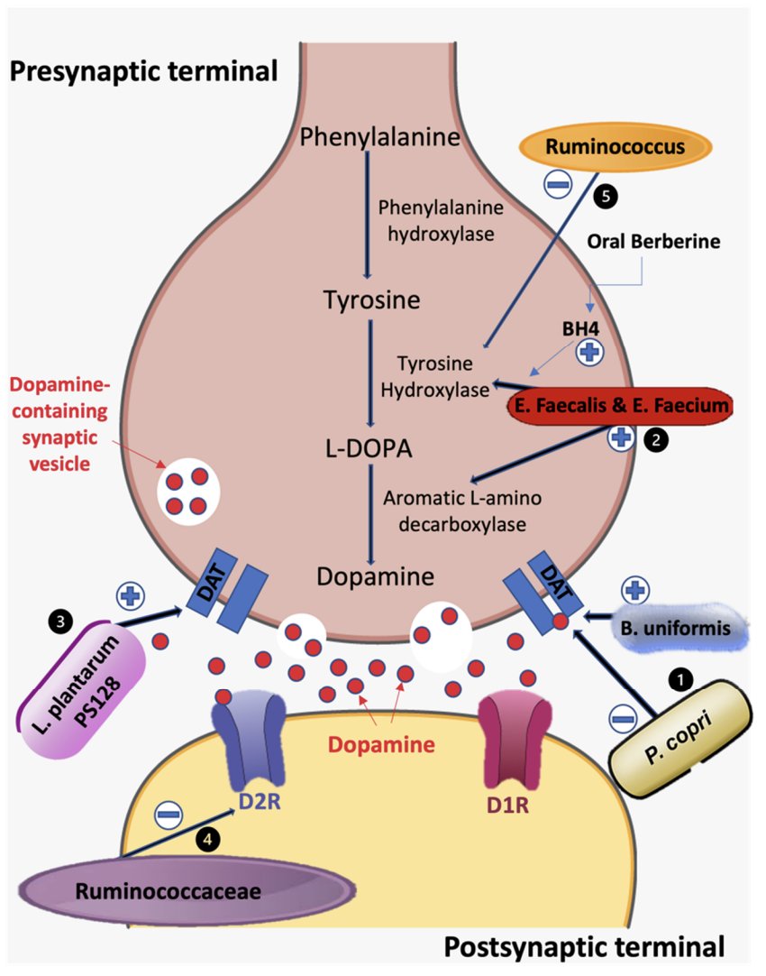 Synaptic Cleft Dopamine