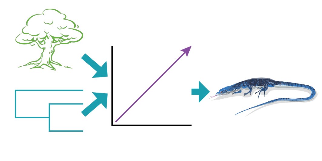 Komodo Dragon Food Chain Diagram