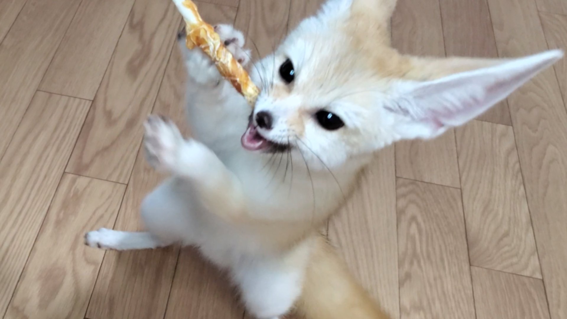 Fennec Fox Cute