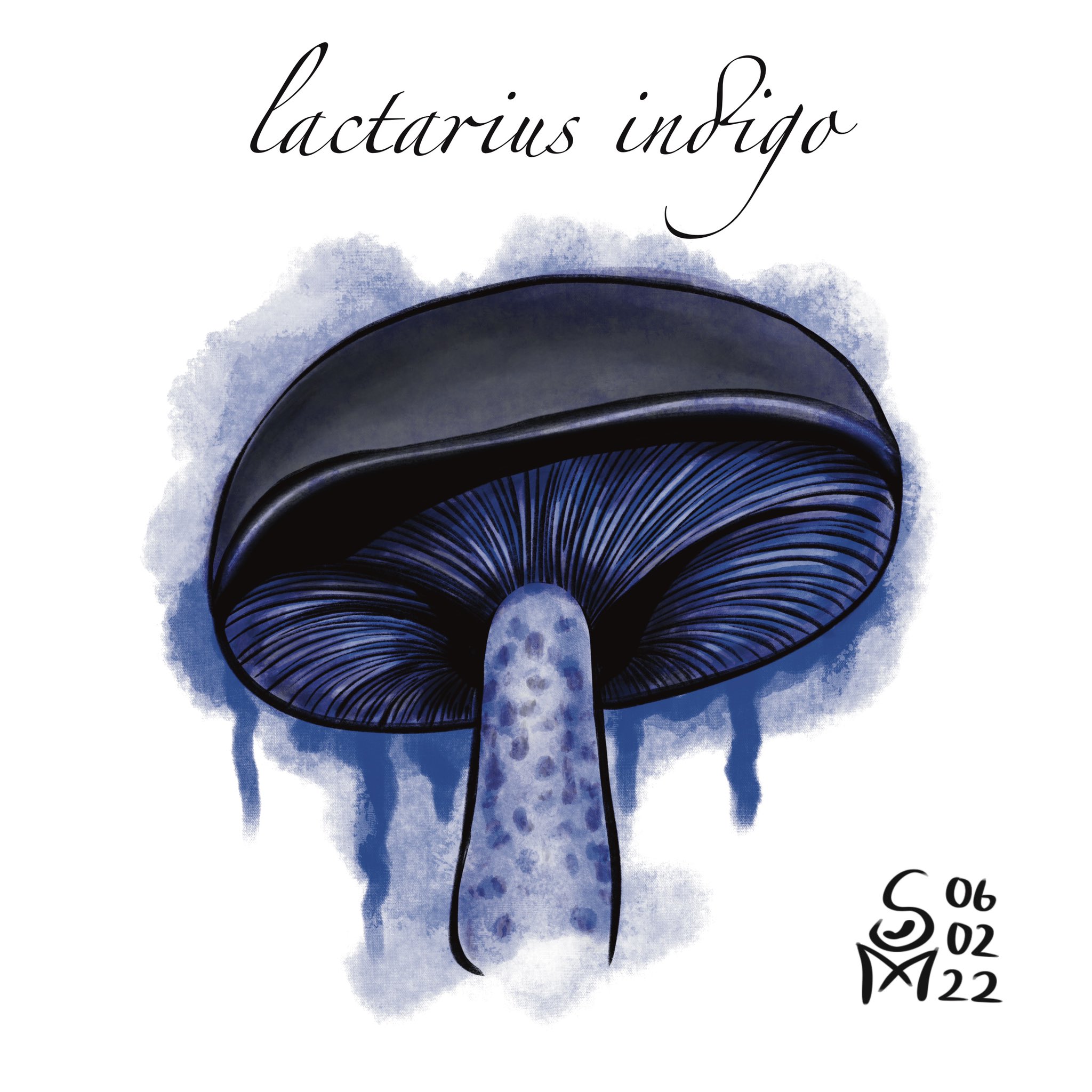 Lactarius Indigo