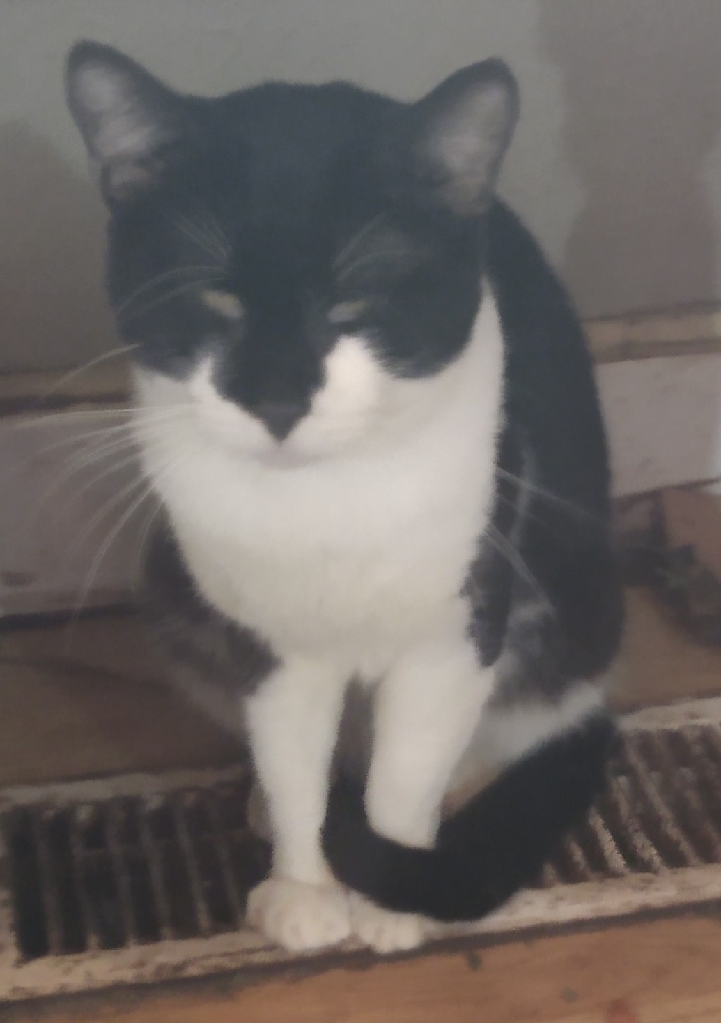 Benji The Beagle 🇺🇦 @MFF on Twitter: "SHOW ME YOUR FURSUIT BUTTS 🍑🍑🍑" / Twitter