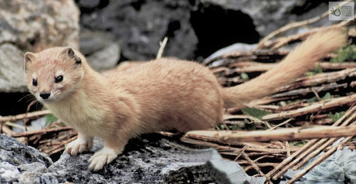 Himalayan Weasel