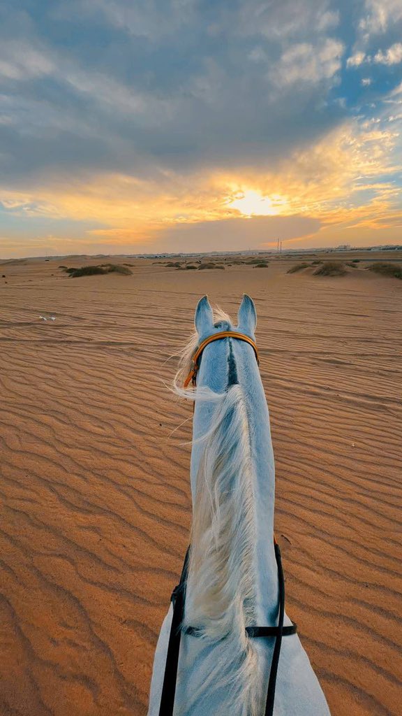 Arabian Horses In The Desert