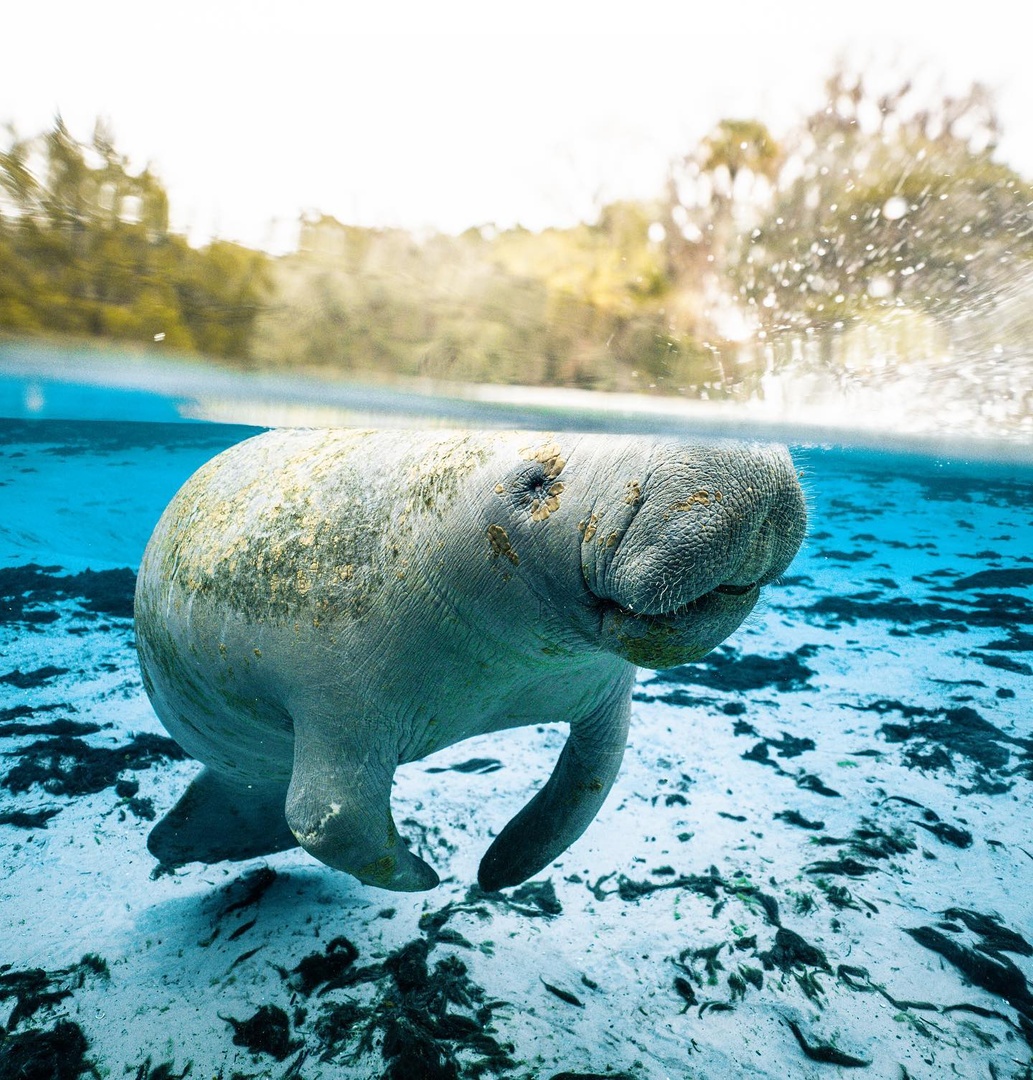 Manatee Smile