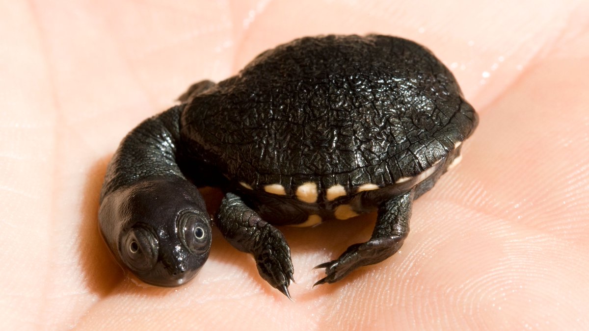 Baby Snake Neck Turtle