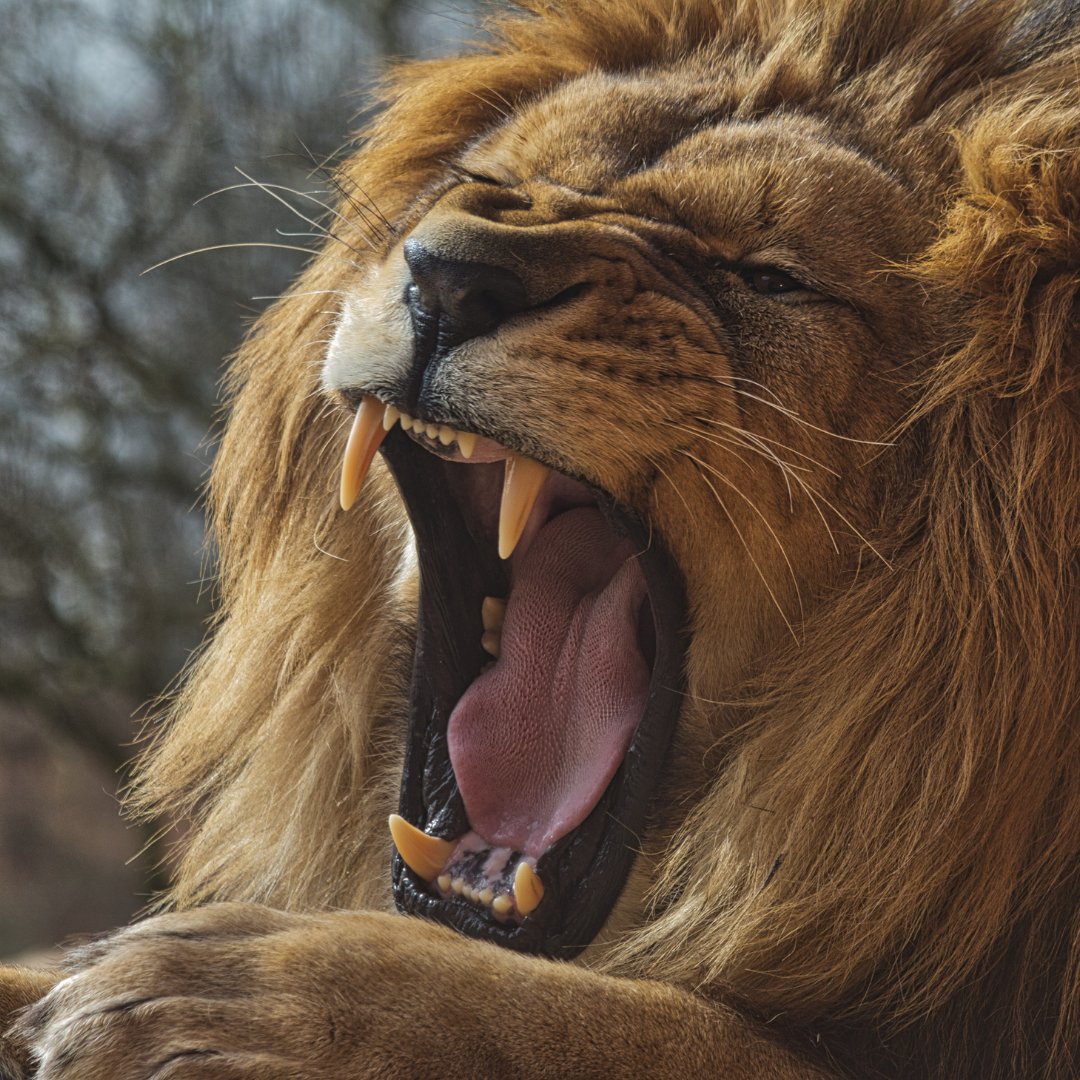 5 Lions Roaring Wallpaper