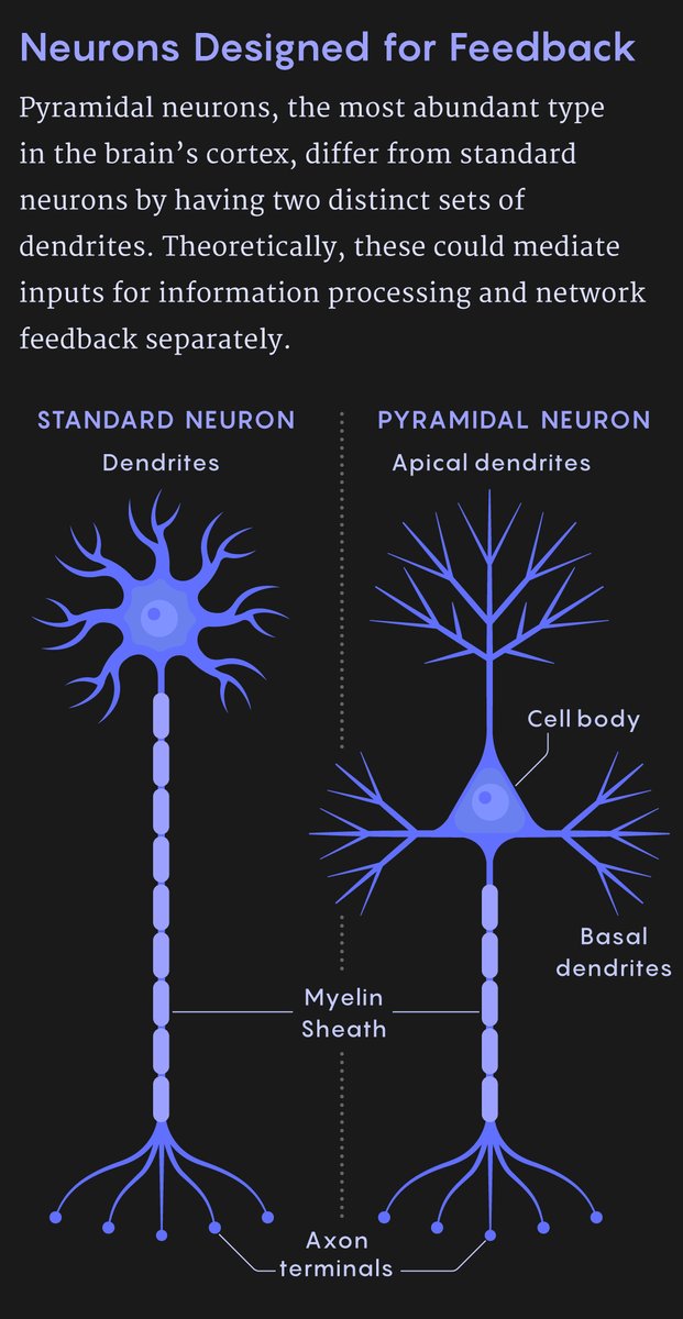 Pyramidal Neurons Cortex