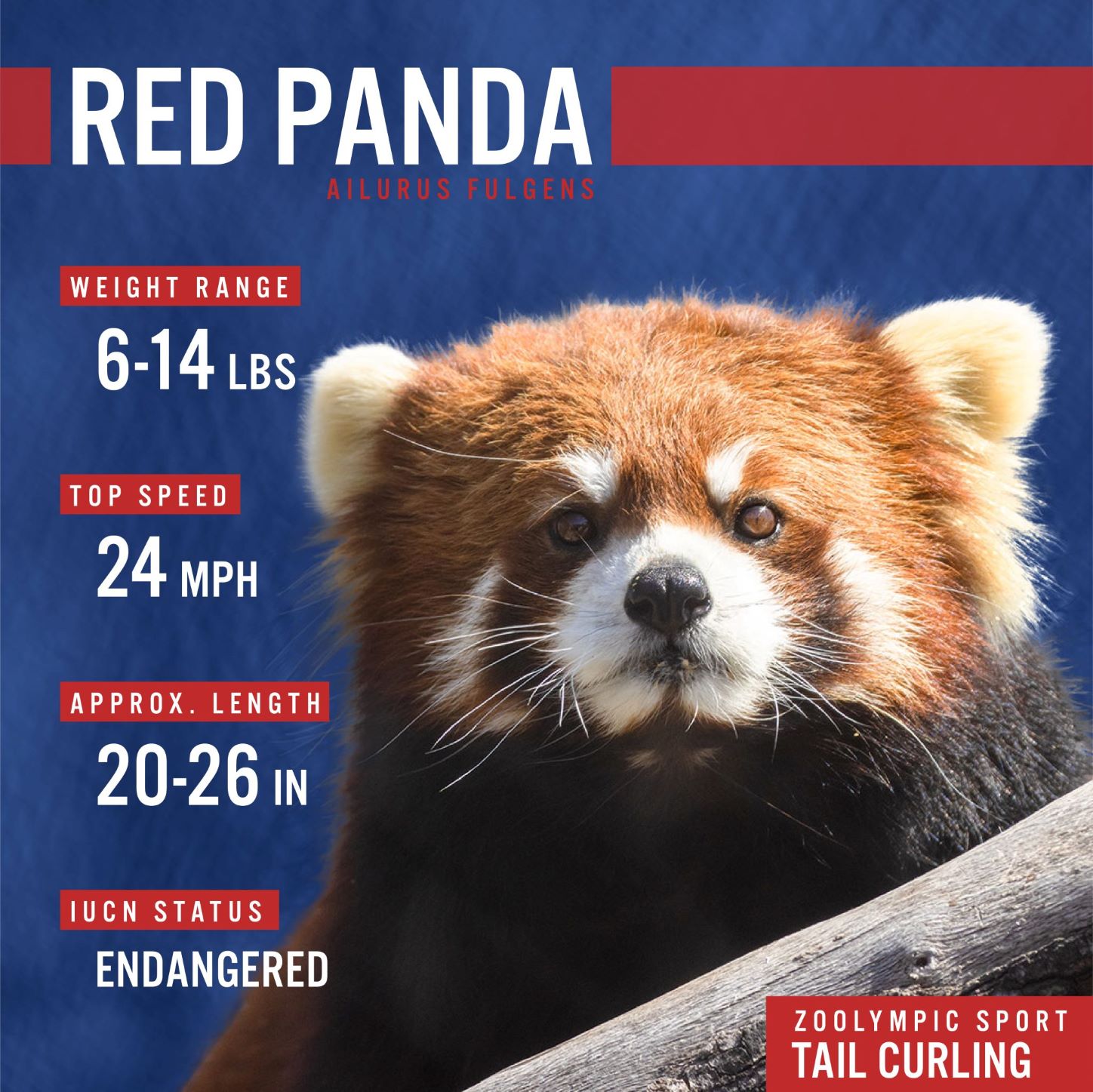 Red Panda Body