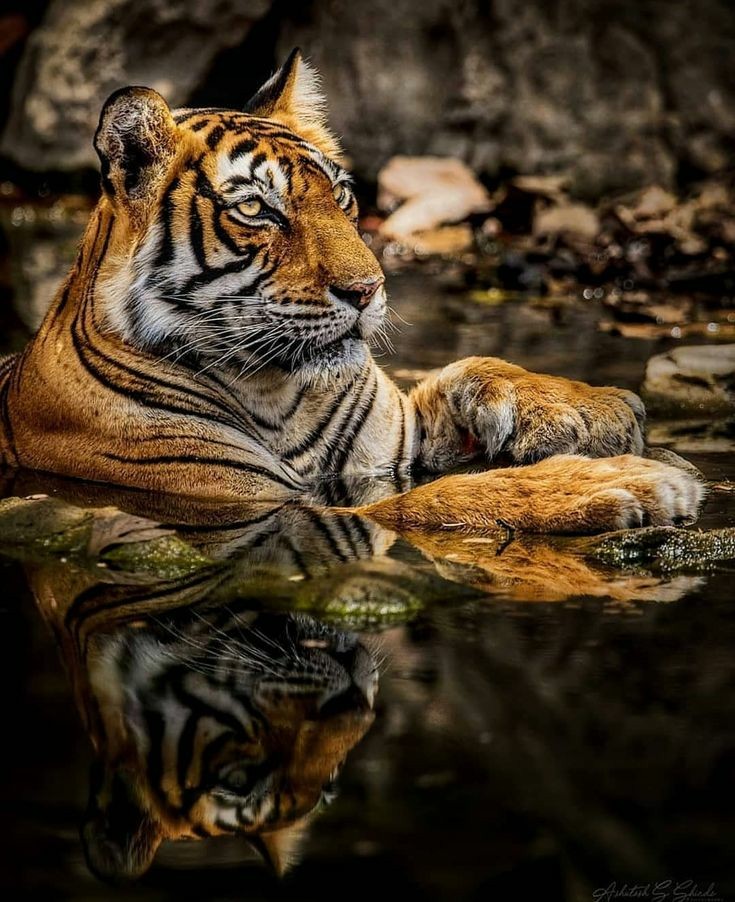 Vida Animal @mundo_animall2