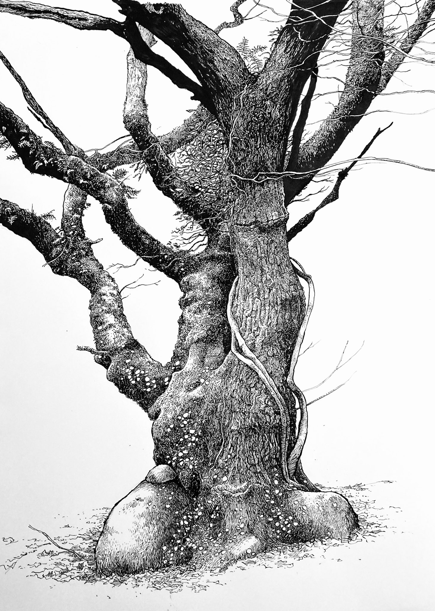 Big Tree Drawing