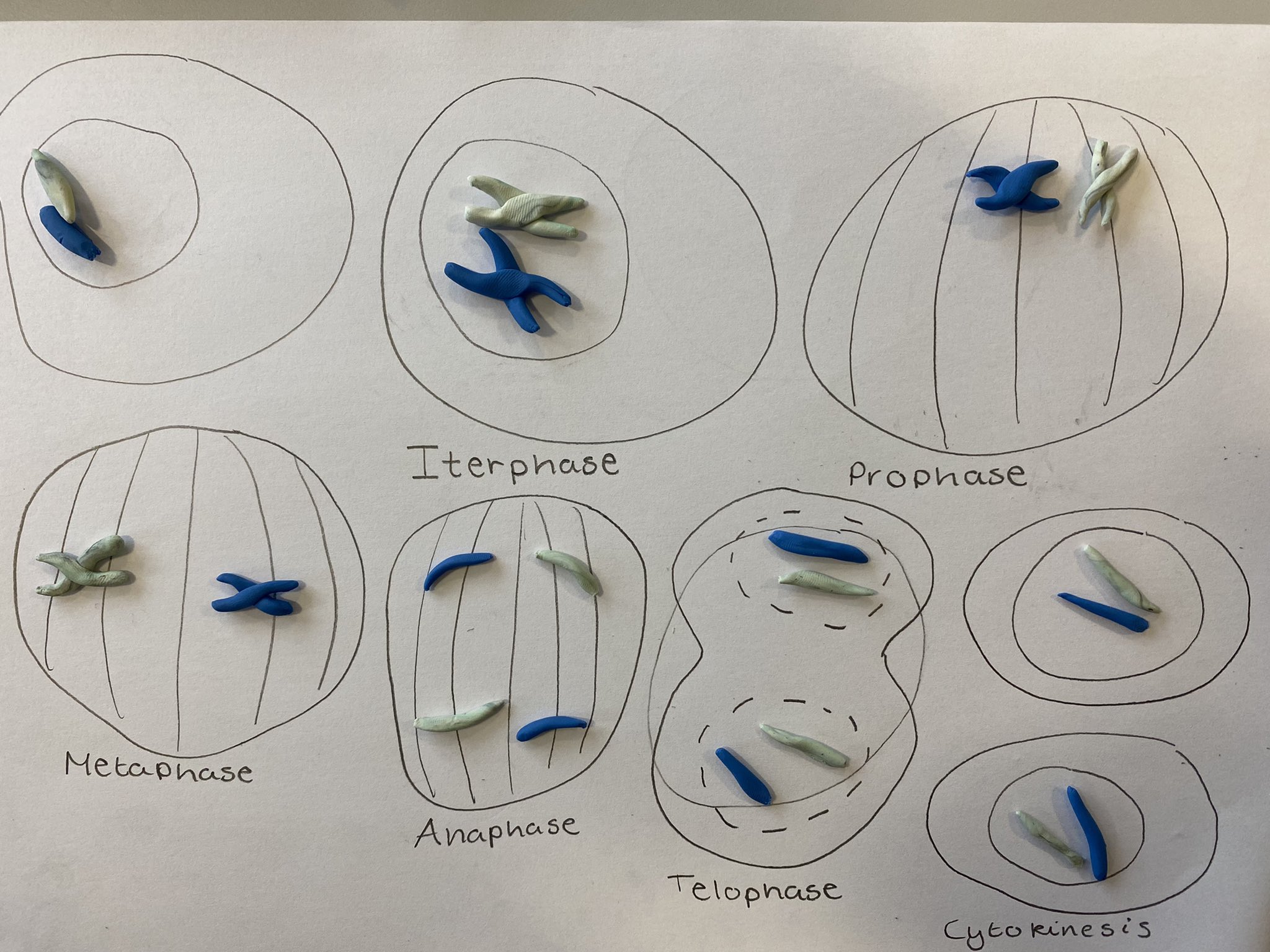 9 Stages Of Meiosis