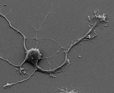Neuron Microscope