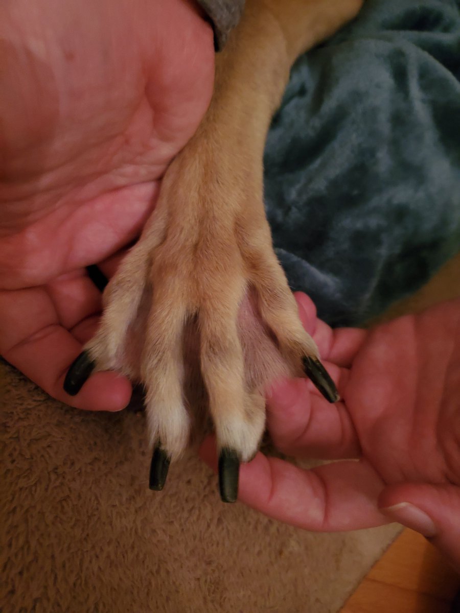 Are Pitbulls Feet Webbed