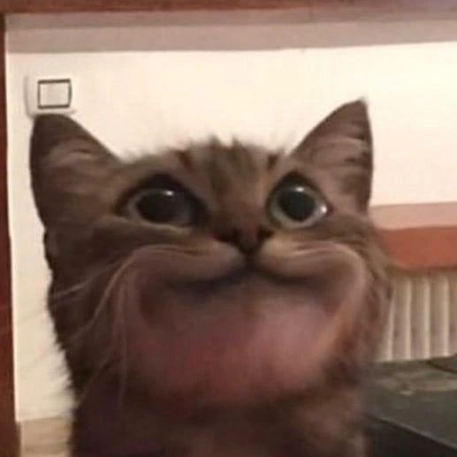 Funny Smile Cat
