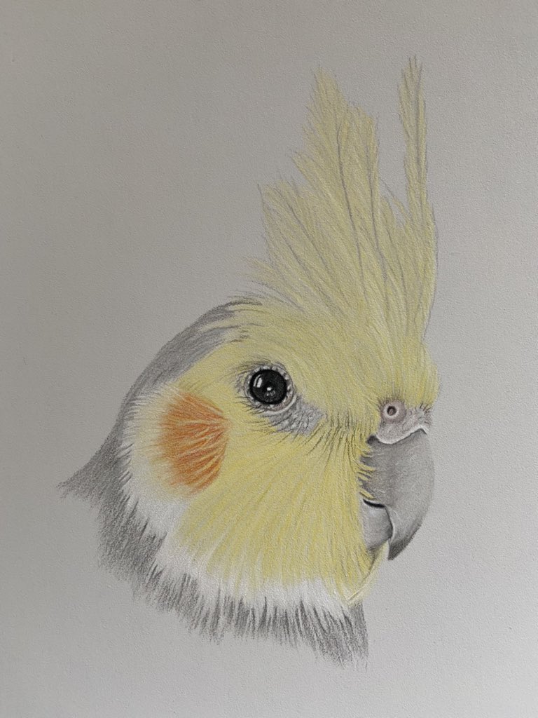 Cockatiel Drawing