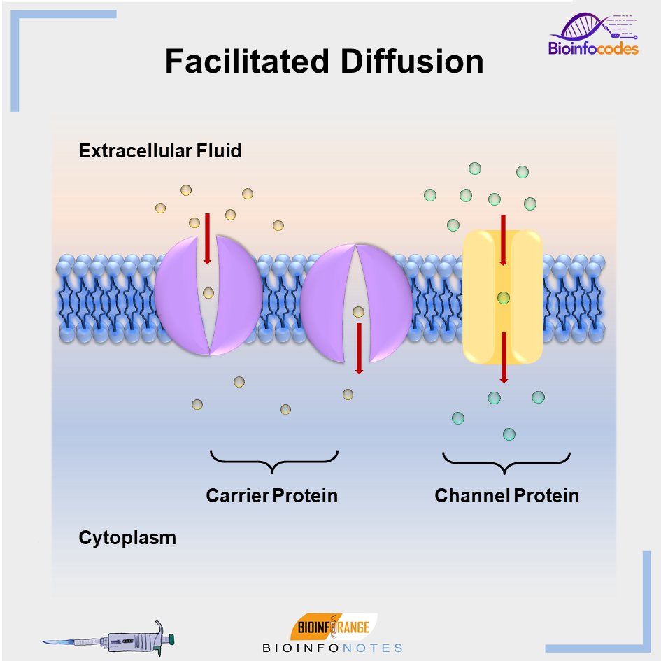 Facilitated Diffusion Examples Cellular Neurophysiology