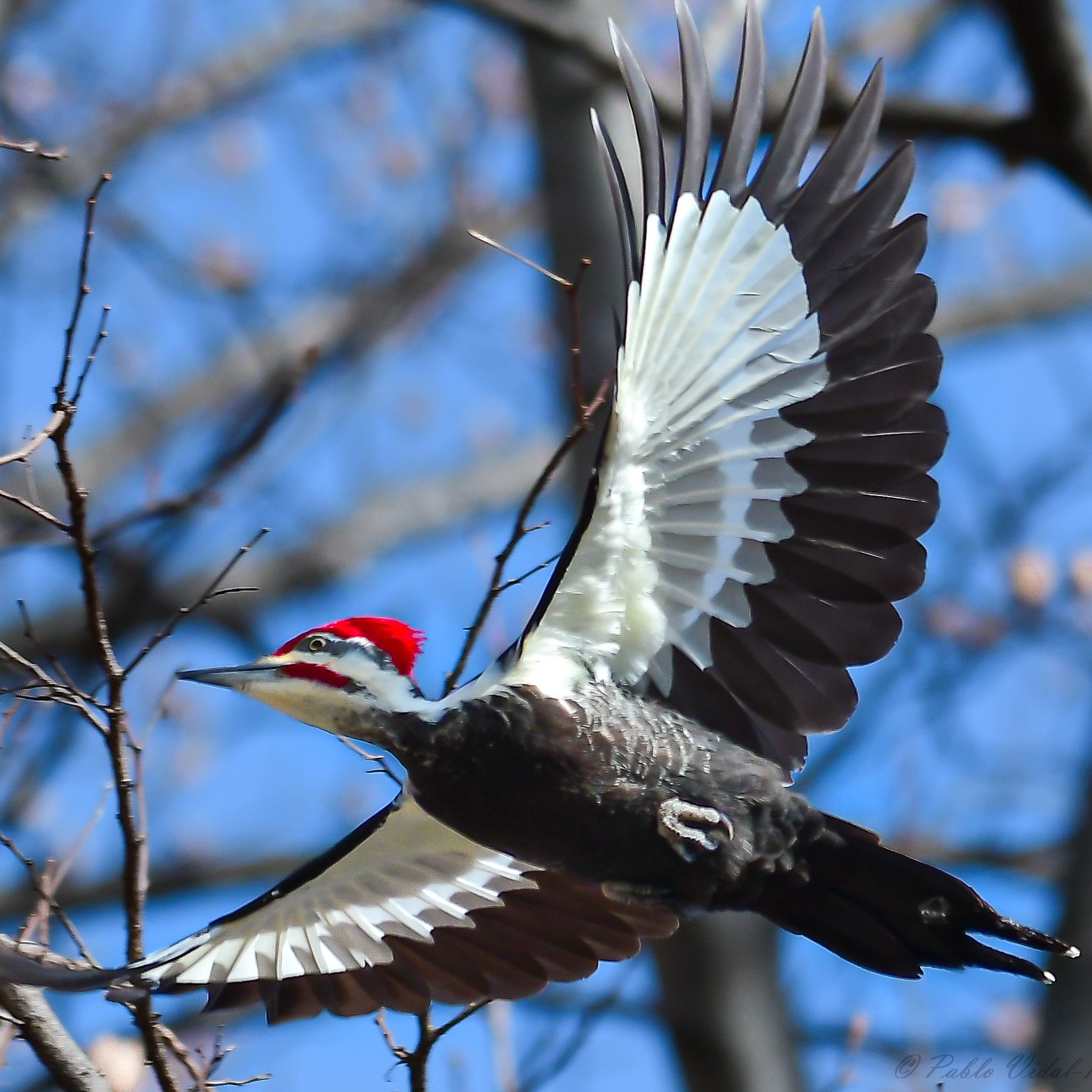 Pileated Woodpecker Wings