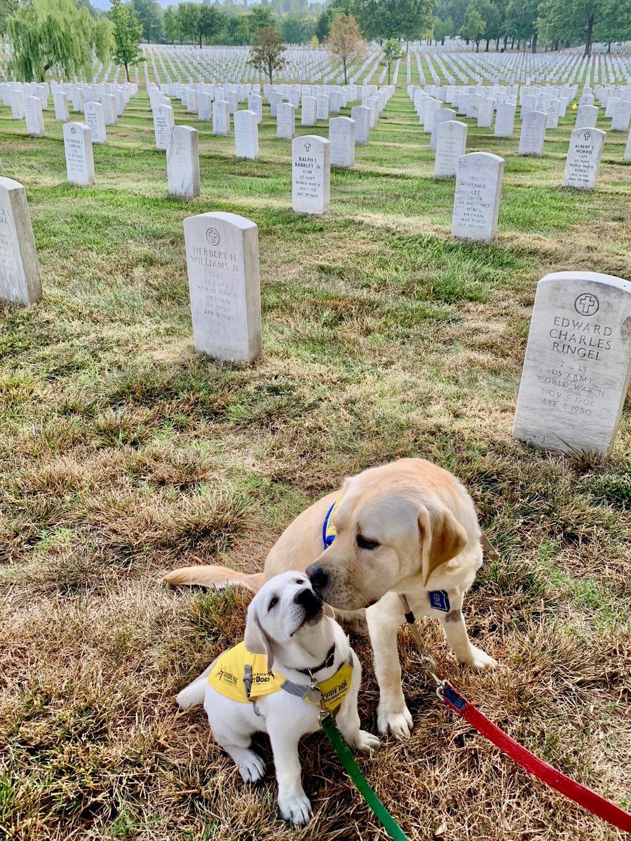 Forever Loyal: The Touching Story of a Faithful Dog Who Stayed by Their ... Forever Loyal: The Touching Story of a Faithful Dog Who Stayed by Their ...