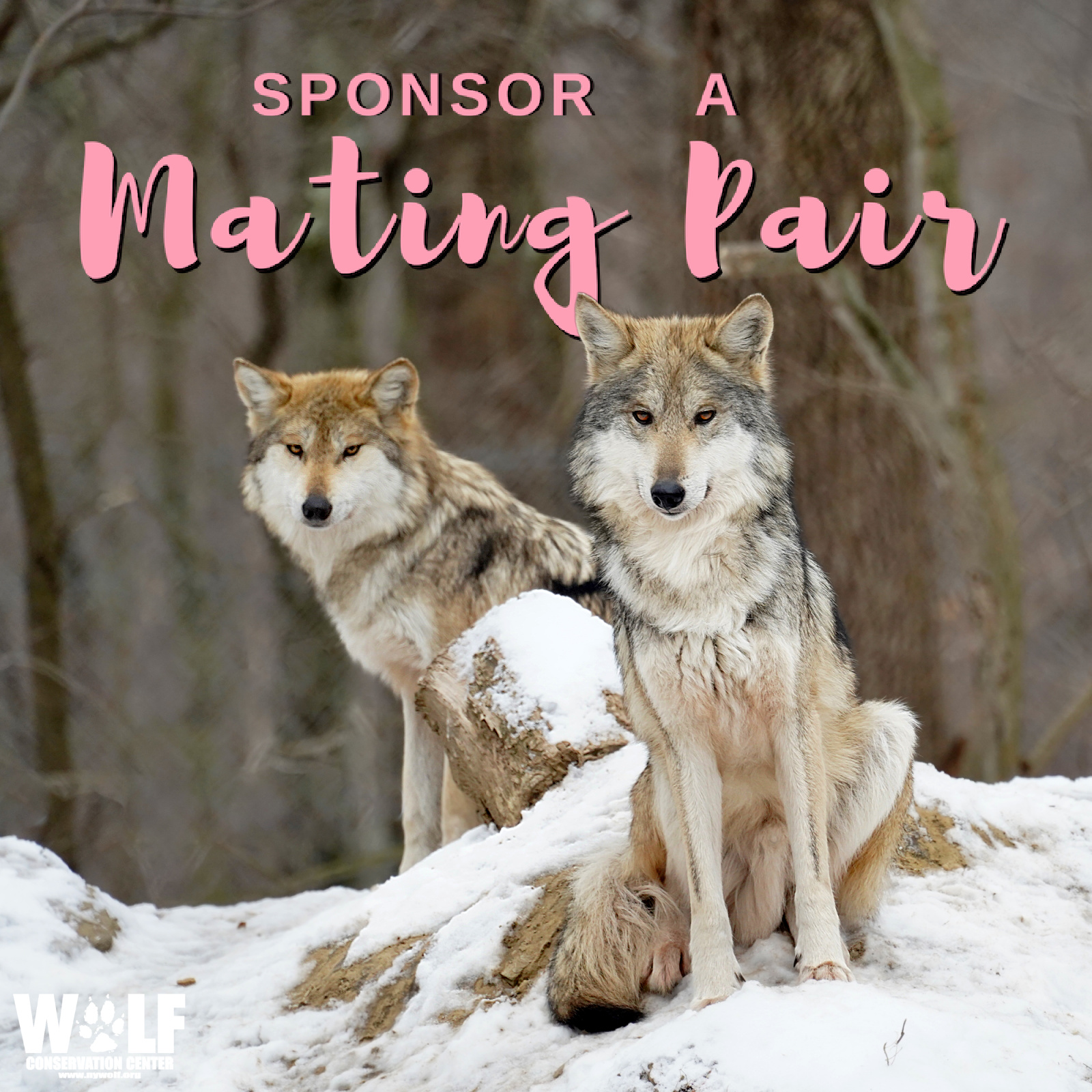 Wolves Mating With Humans