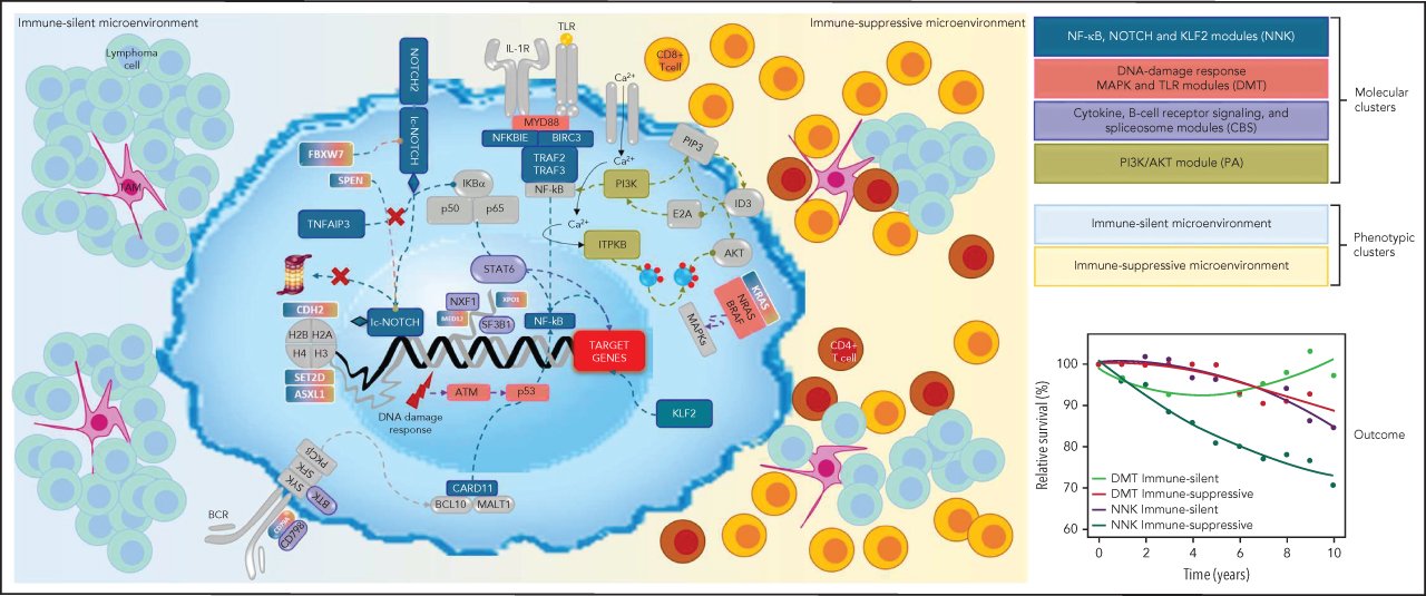 Marginal Zone Lymphoma Diagram
