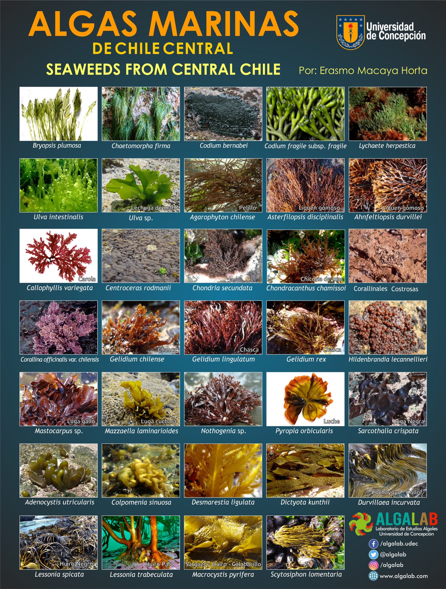 Nombres De Plantas Oceanicas