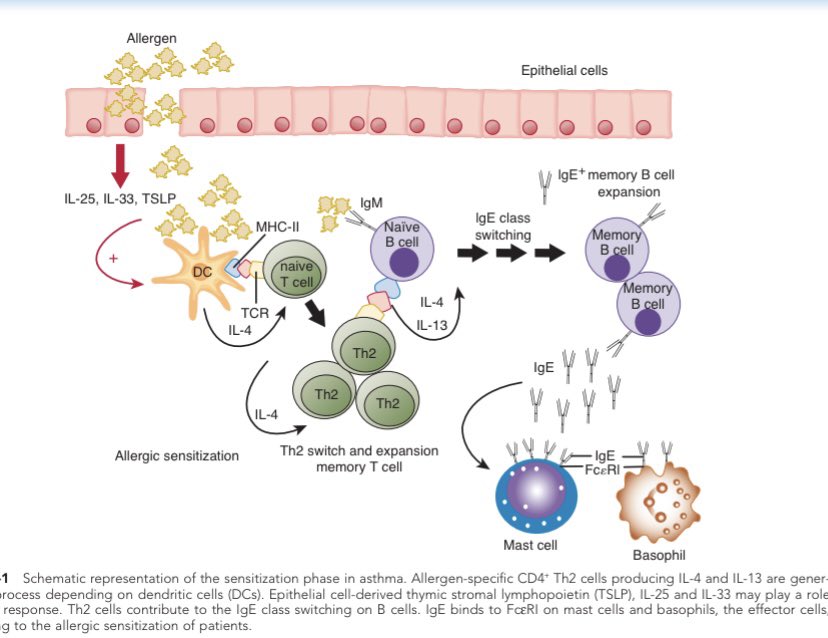 The immune response in allergic asthma consists of two main phases: (1 ...