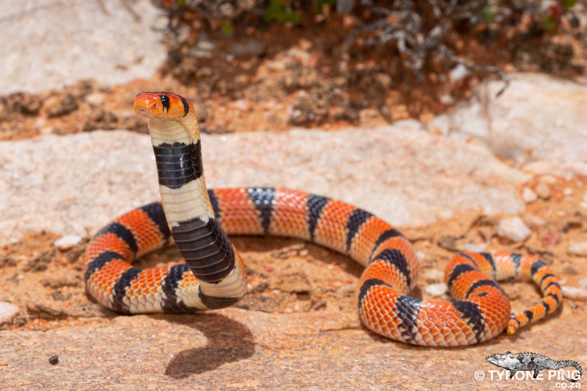 Namibian Coral Cobra
