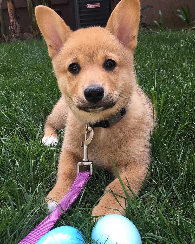 Shiba Corgi