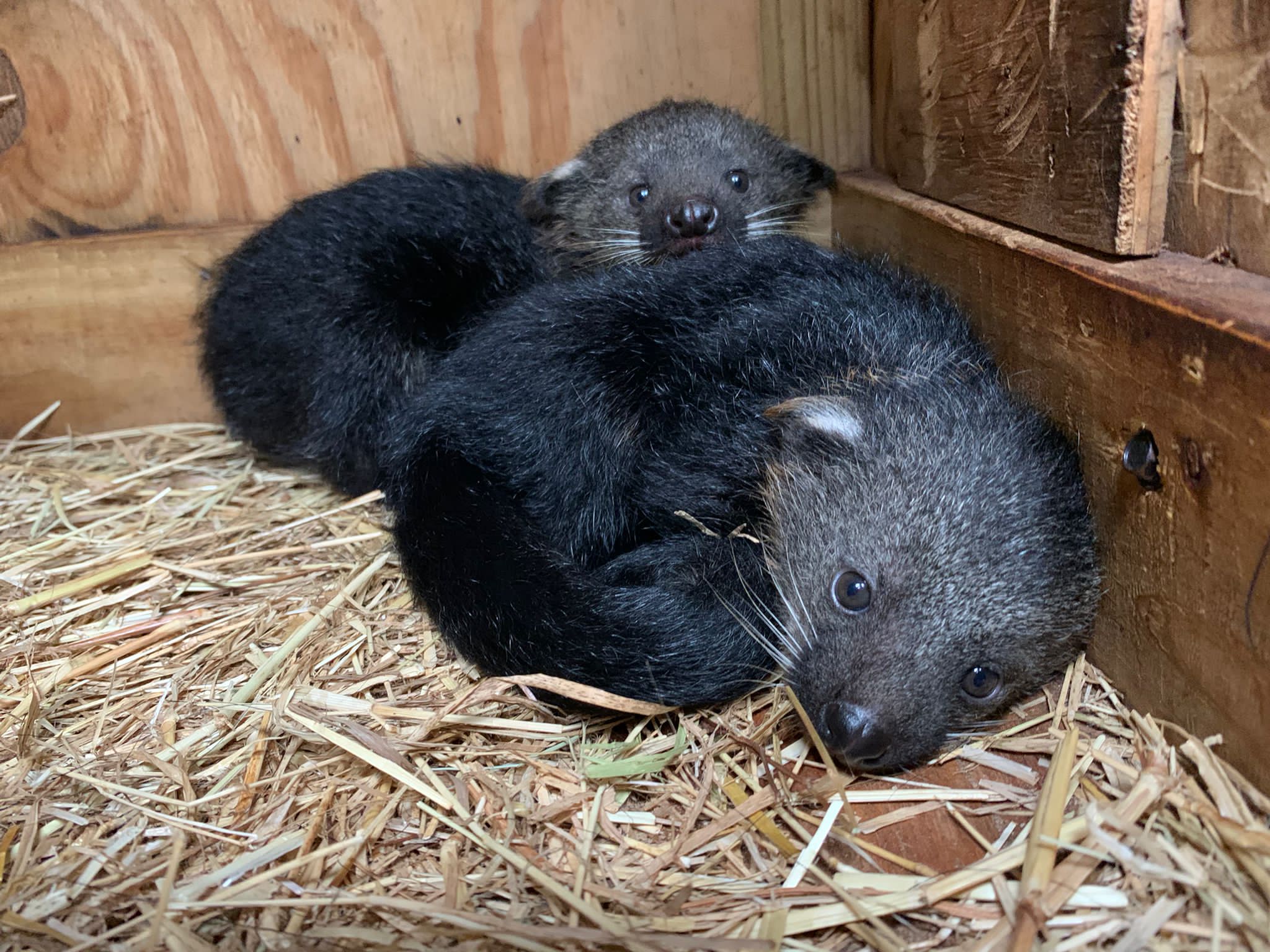 Baby Binturong
