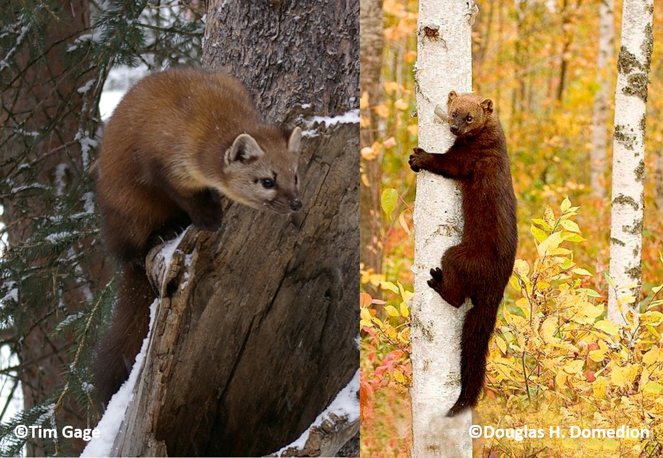 Animal Competition For Resources