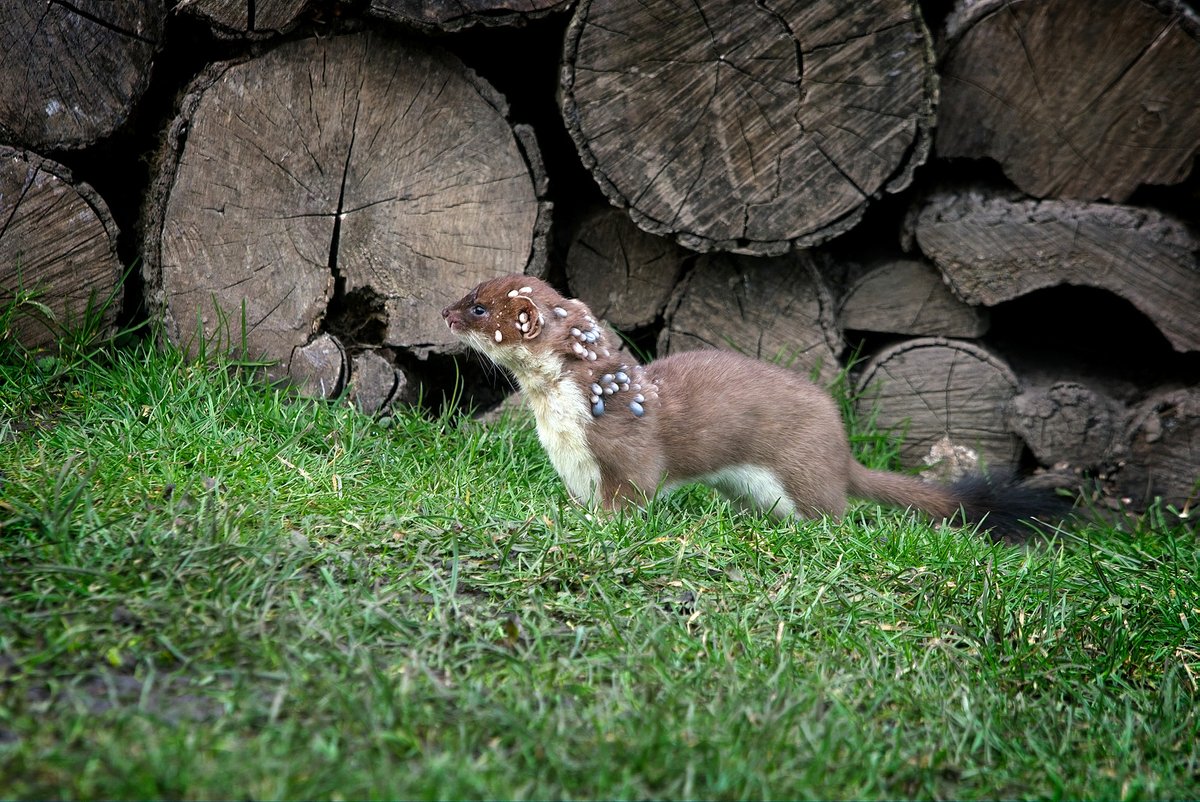 The Stoat turned up at my hide again this morning. Poor little chap ...