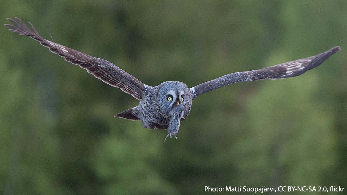Great Gray Owl Flying