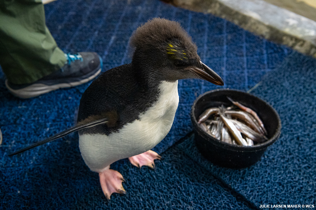 Baby Macaroni Penguin
