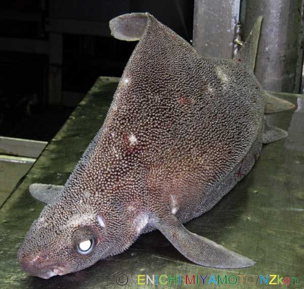 Prickly Dogfish
