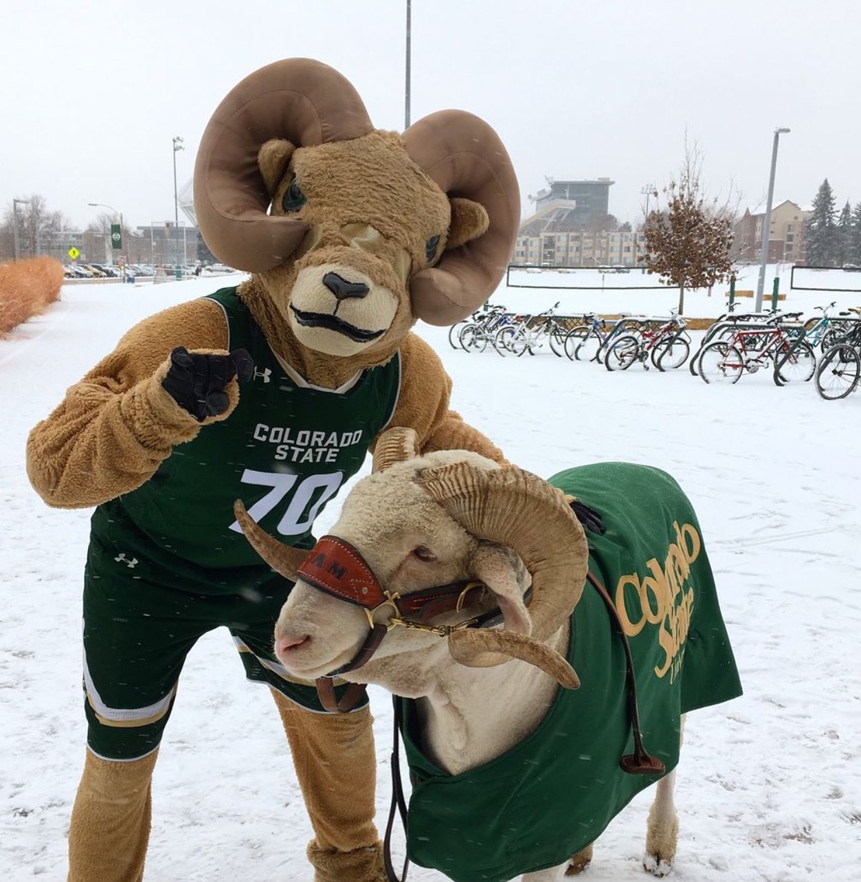 Colorado State University Mascot