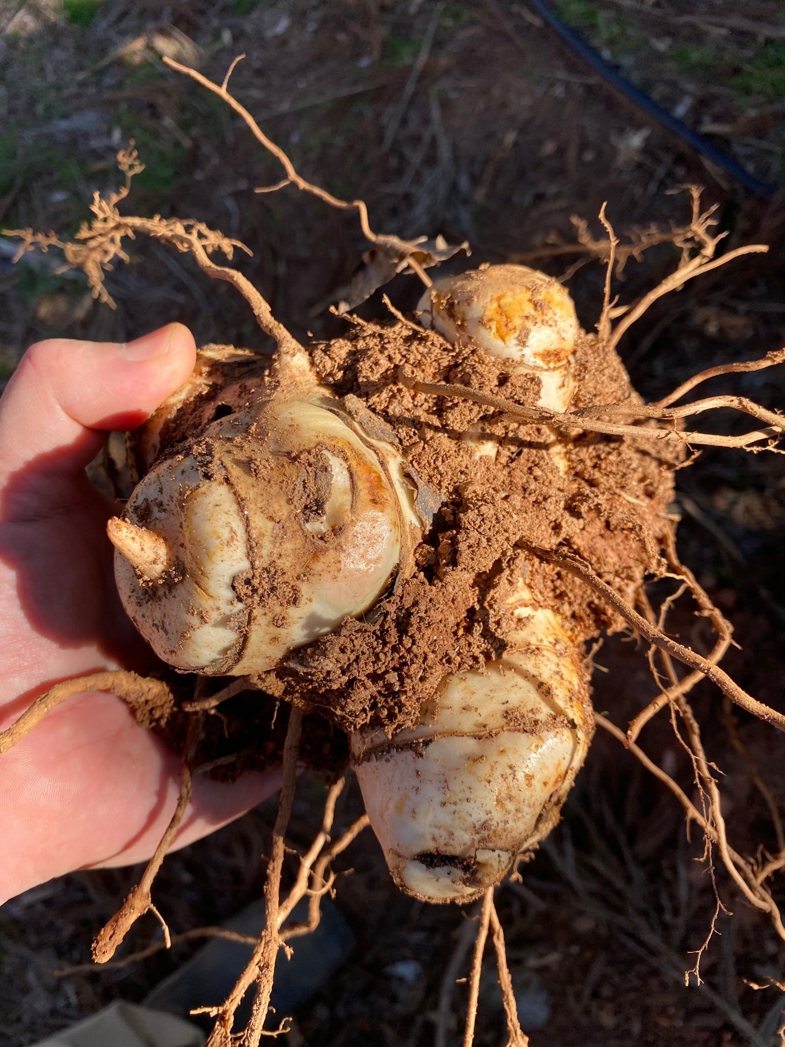 Tuberous Roots
