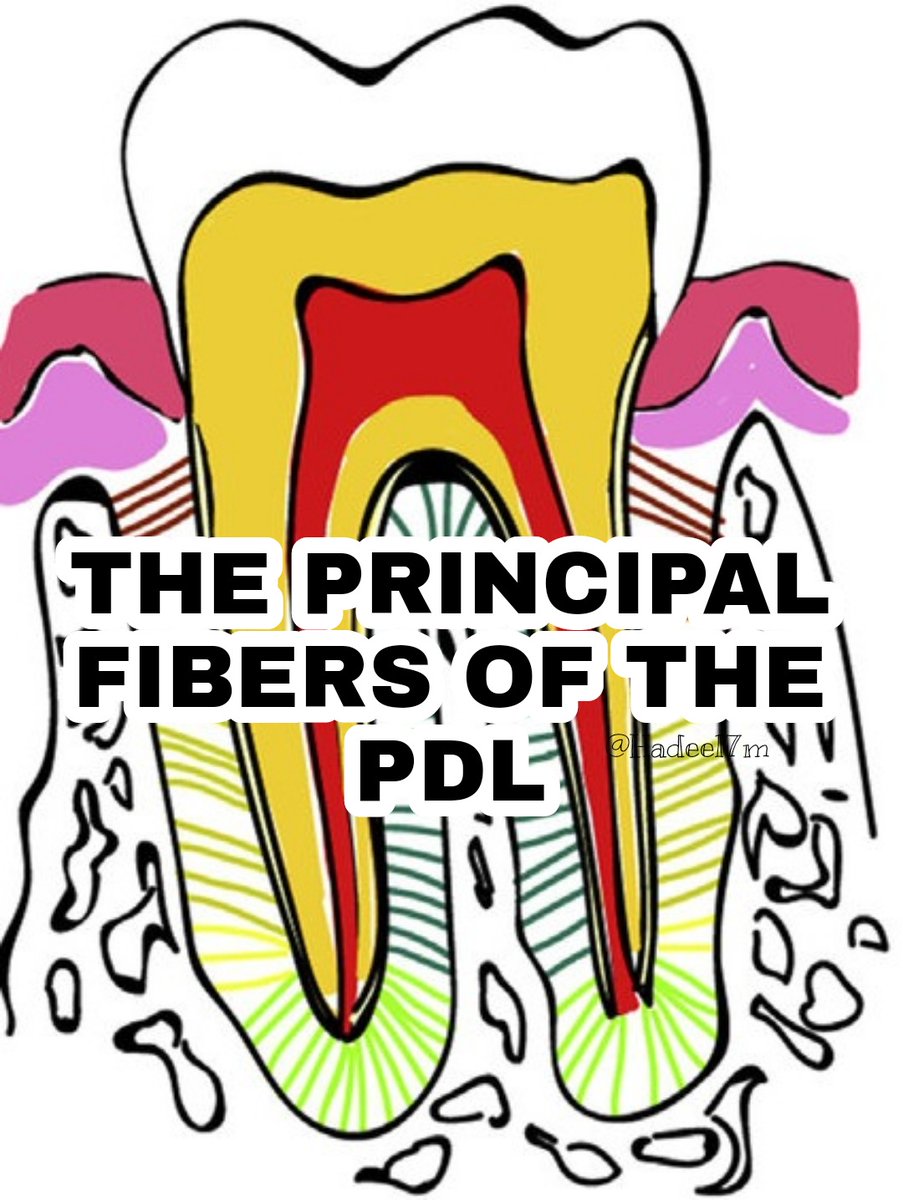 THE PRINCIPAL FIBERS OF THE PDL #Dental_by_Hadeel - Thread from هديل 🕊 ...