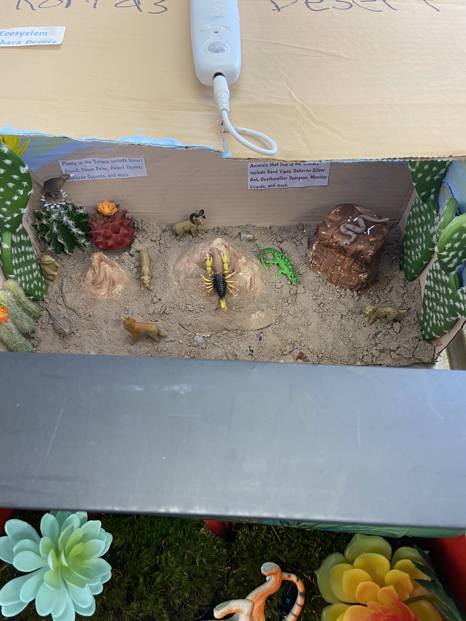 Desert Ecosystem Project